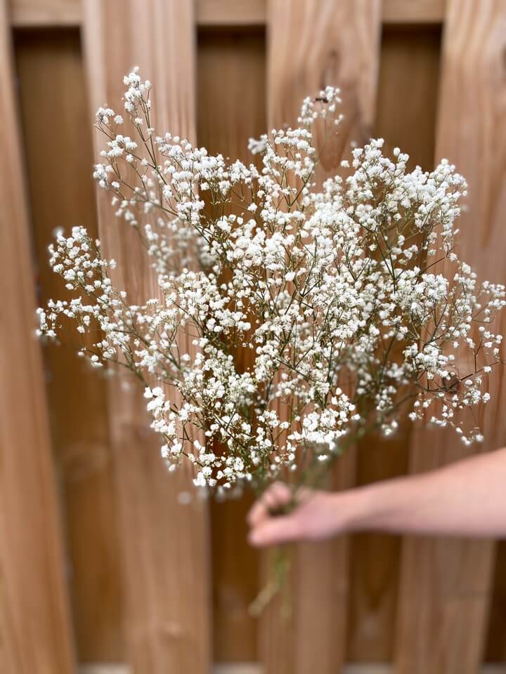 Gypsophile séché | Fleuriste Montréal Le Jardin de Mathilde