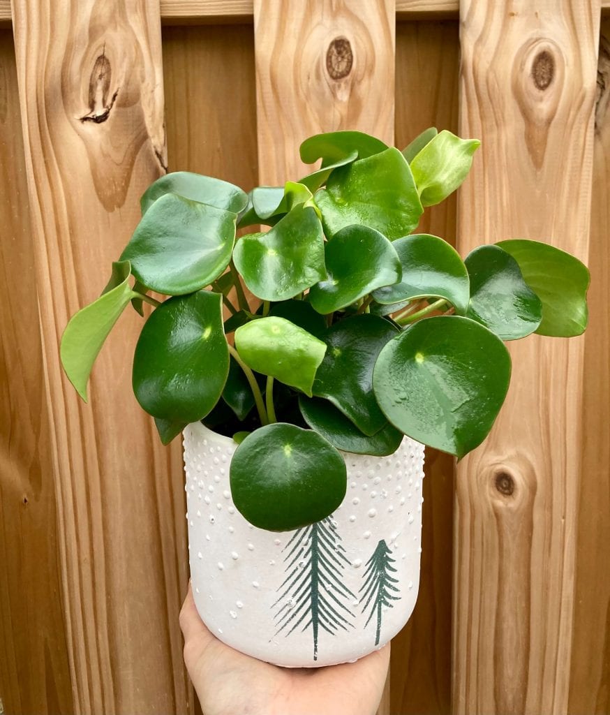Peperomia Raindrop 5’’ - Fleuriste Montréal Le Jardin de Mathilde