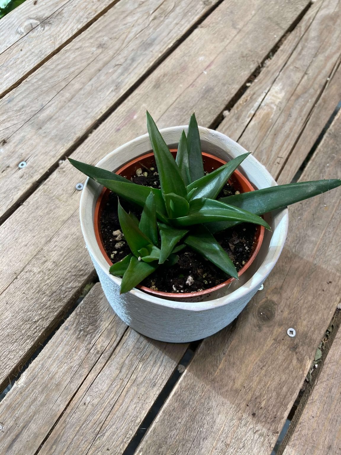 Aloe Black Gem 4’’ - Fleuriste Montréal Le Jardin de Mathilde