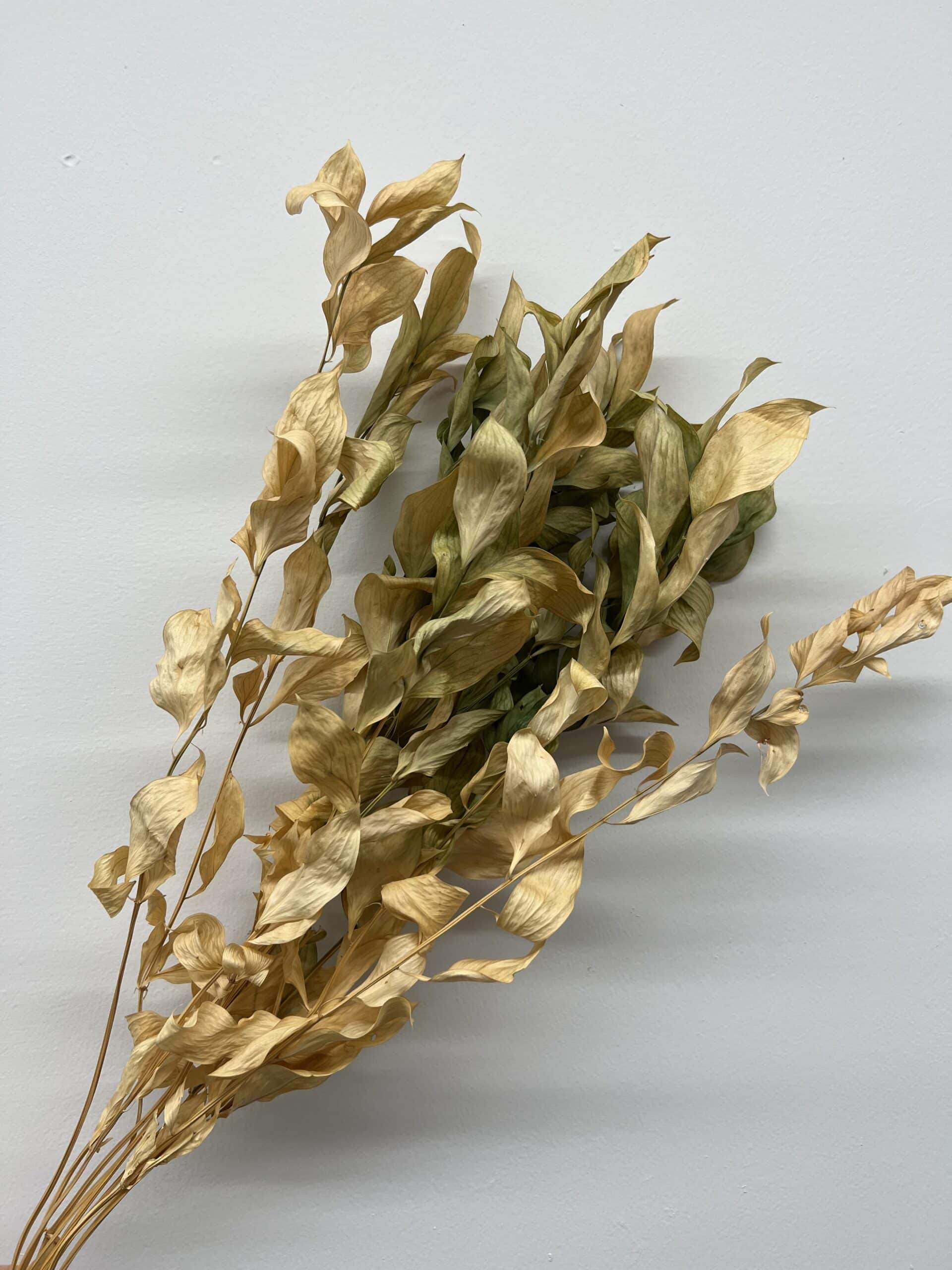 Dried Ruscus Israel - Fleuriste Montréal Le Jardin de Mathilde