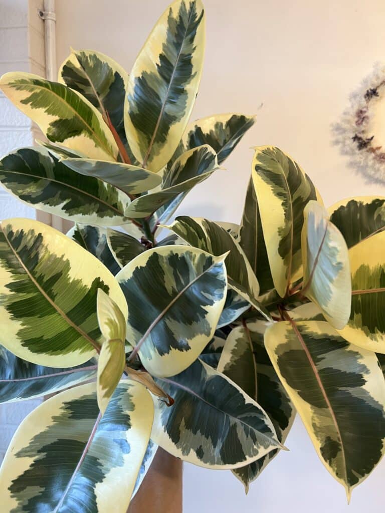 Ficus Panaché 10" - Fleuriste Montréal Le Jardin de Mathilde