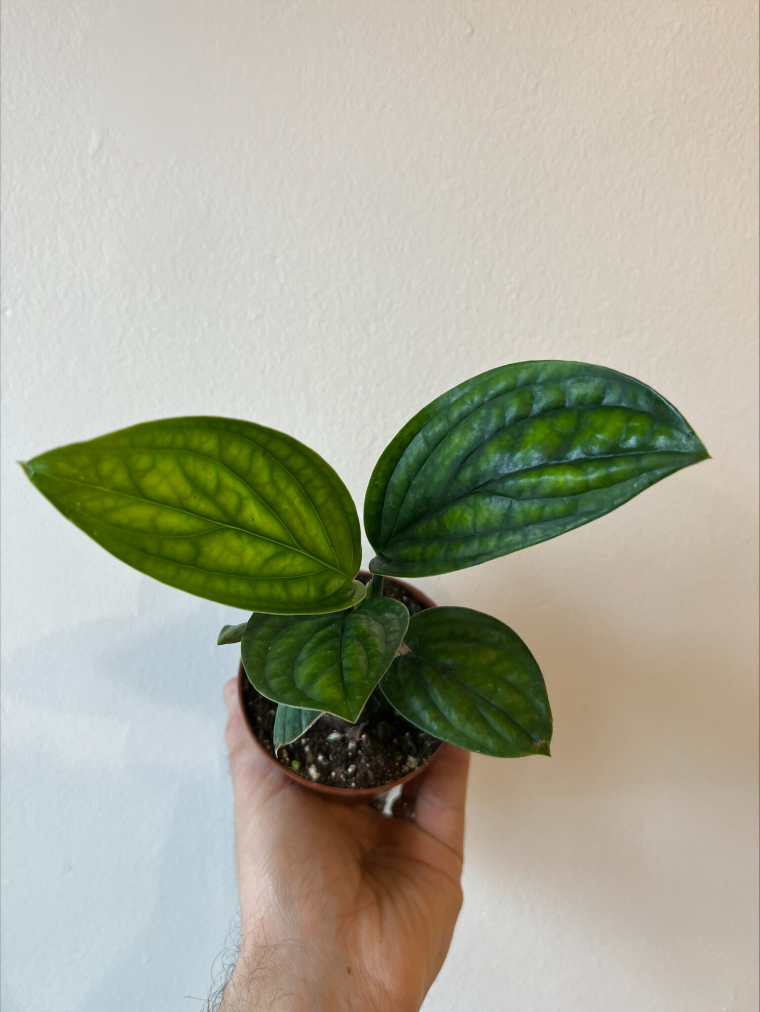 Monstera Karstenianum Peru 3.5" - Le jardin de Mathilde